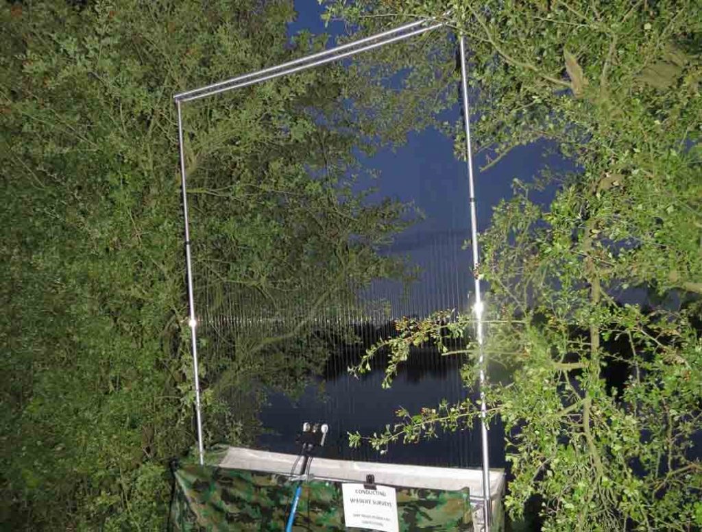 Acoustic lures and harp traps expand our bat survey skills | Baker ...